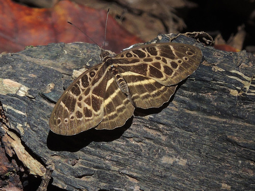 Common Pathfinder (Catuna crithea) · iNaturalist