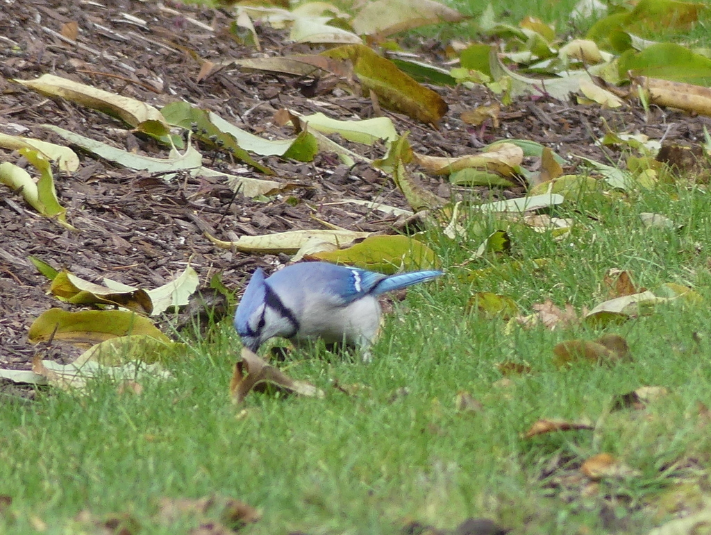 Blue Jay from Spring Hill, Somerville, MA, USA on November 14, 2023 at ...