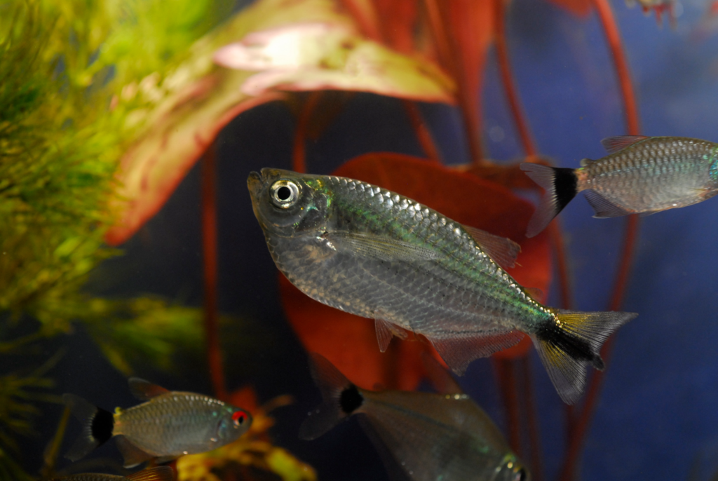 Carps, characins, catfishes and allies (Ostariophysi) - Marine Life ...