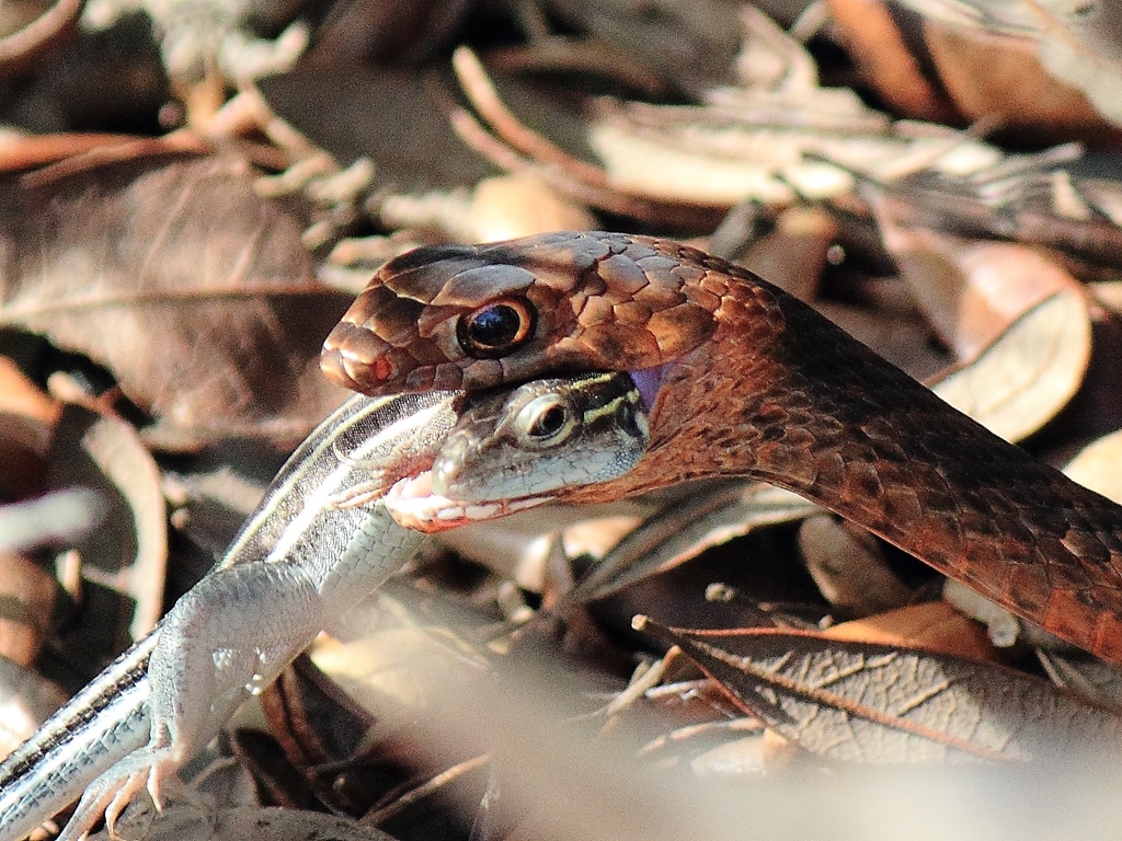 Eastern Coachwhip from 32459, Santa Rosa Beach, FL, US on August 31 ...
