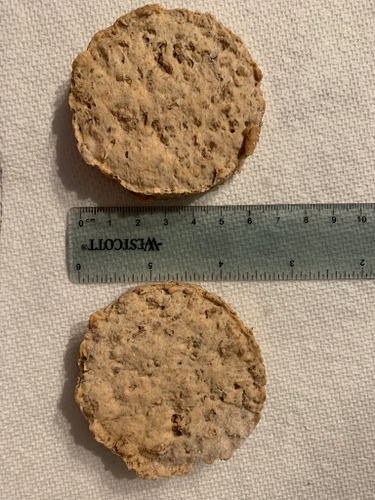 Observations by lmcpease21 · iNaturalist