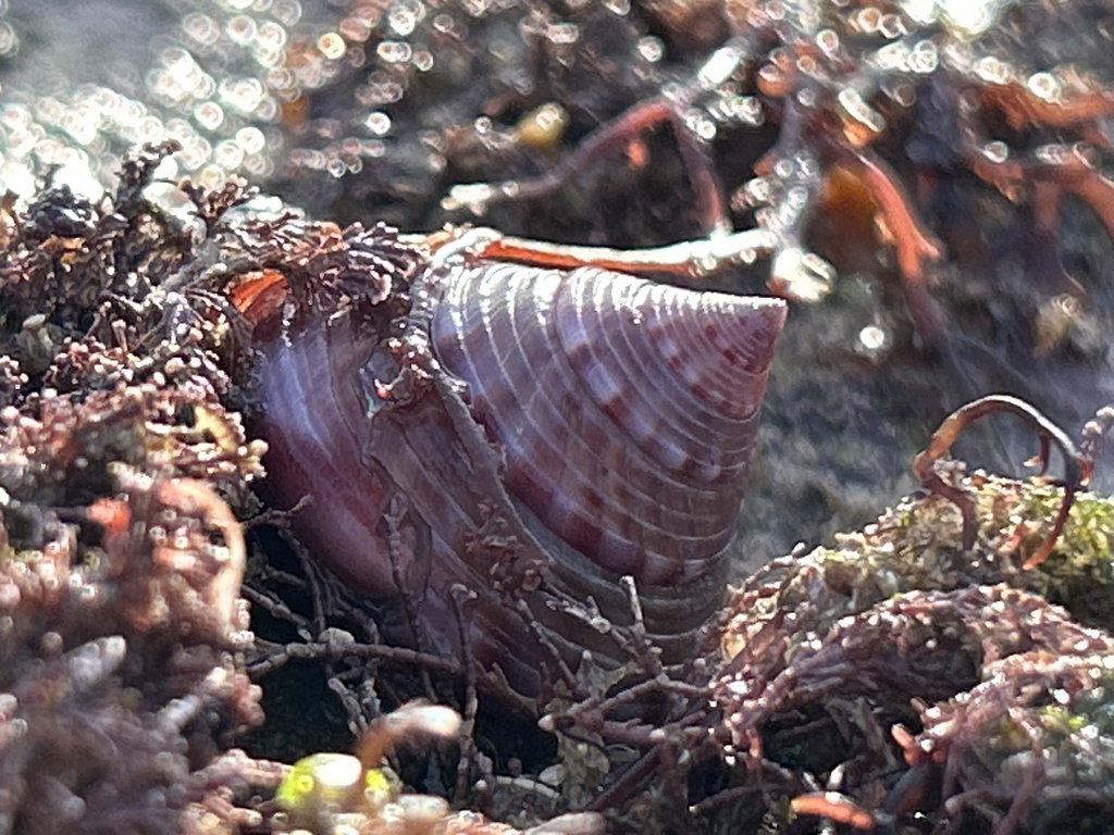 European Painted Top Shell from Port de Cherbourg, Cherbourg-en ...