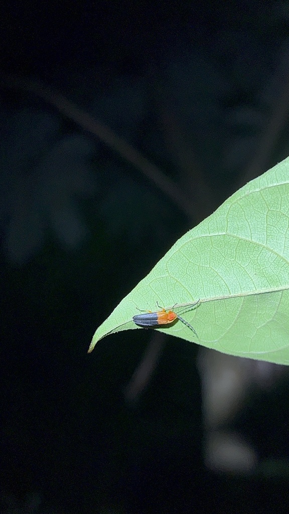 Click, Firefly, and Soldier Beetles from Puerto Rico, Patillas, Puerto ...