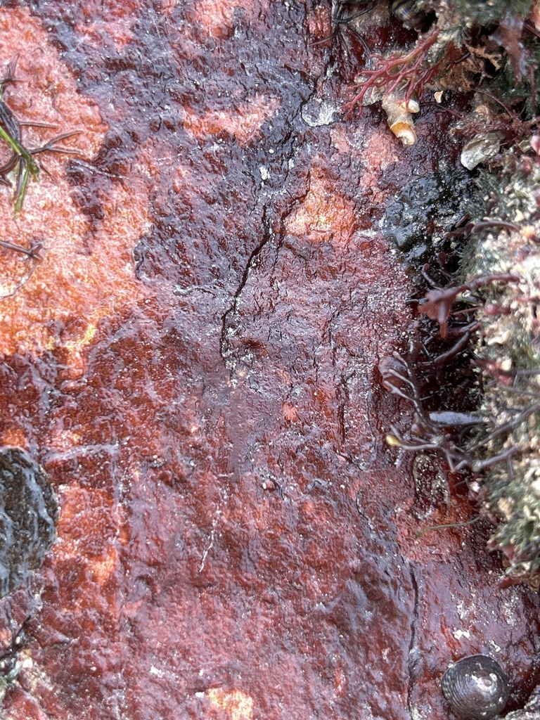 rusty rock from Rade de Cherbourg, FR on November 15, 2023 at 04:00 PM ...