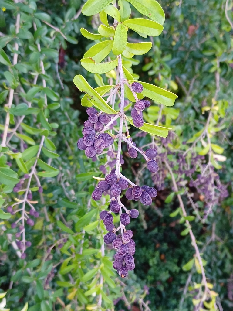 Quihoui privet from Overton Woods, Fort Worth, TX 76109, USA on ...