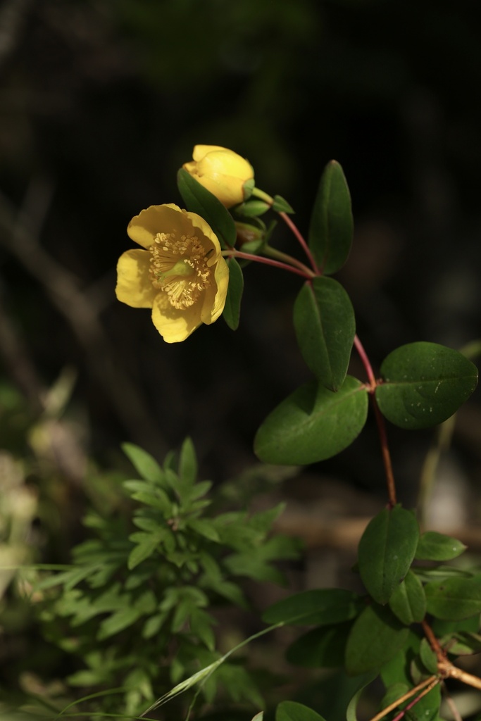 Hypericum henryi from 玉龙纳西族自治县, 丽江市, 云南省, CN on October 20, 2023 at 09: ...
