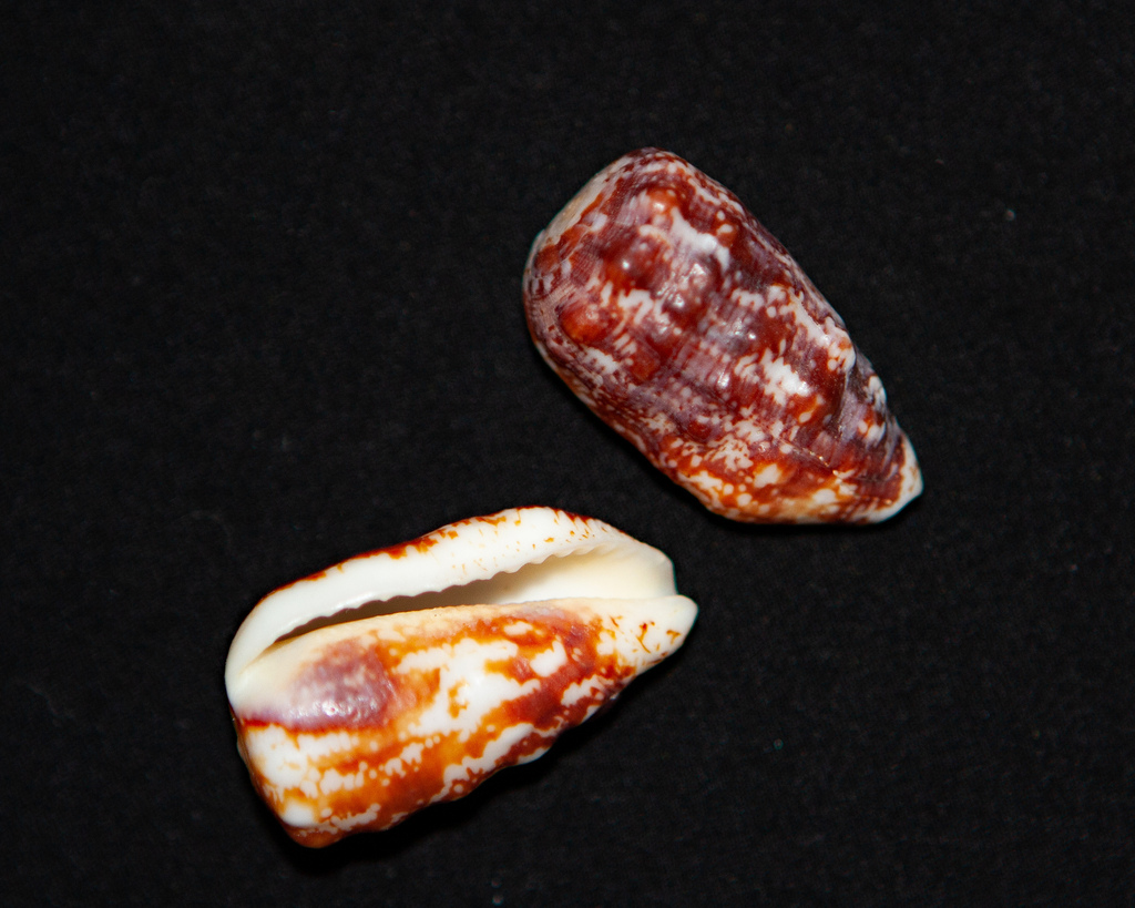 Morum tuberculosum from Tamarindo Playa Provincia de Guanacaste, Santa ...