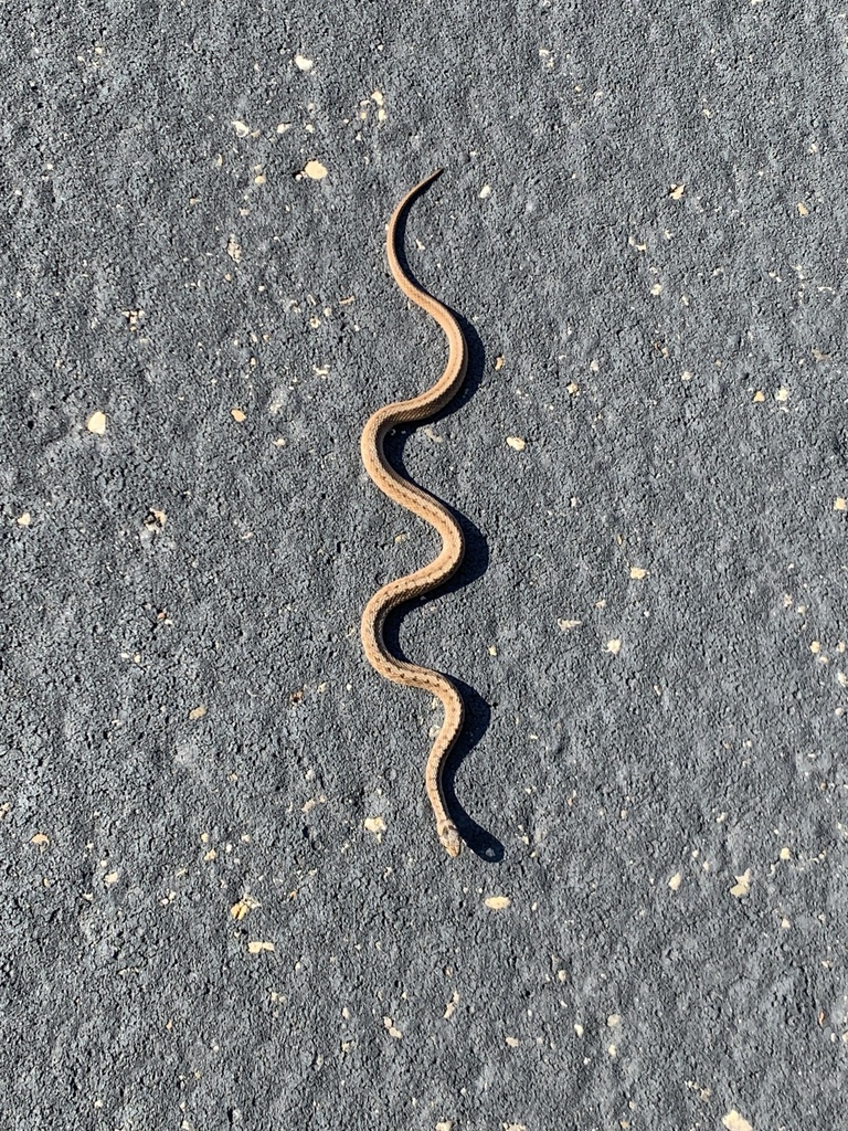 DeKay's Brownsnake from Simon Kenton Trail, Springfield, OH, US on ...