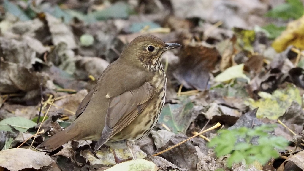 Song Thrush from Hackney, London, England, GB on November 15, 2023 at ...