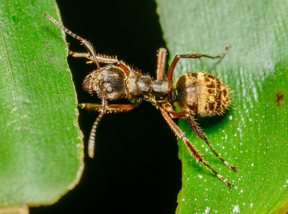 Dolichoderus bispinosus from Cartago Province, Turrialba, Costa Rica on ...