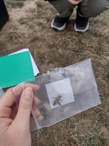 Observations by taylor8939 · iNaturalist