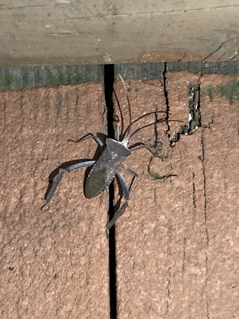 Giant leaf-footed bug from S Bouldin St, Baltimore, MD, US on October ...