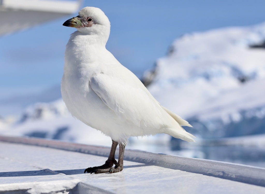 Snowy Sheathbill from Southern Ocean, AQ on October 29, 2023 at 02:38 ...