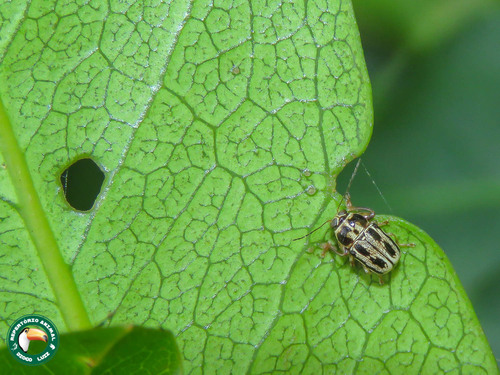 Metallactus moerens · iNaturalist