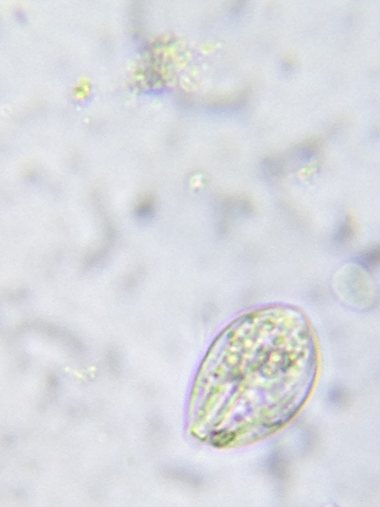 Entosiphon sulcatum from Comox Valley, BC, Canada on October 22, 2023 ...