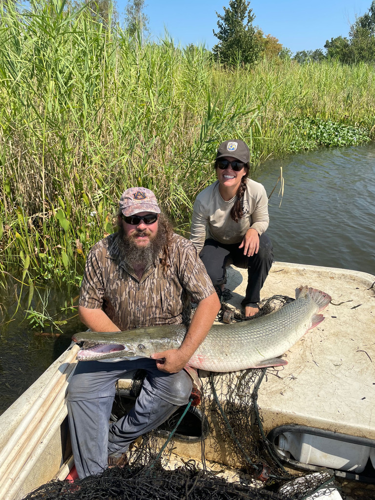 Alligator Gar from Baldwin County, AL, USA on September 08, 2023 at 10: ...