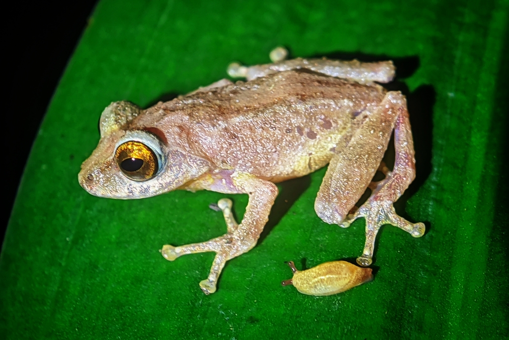 Anil's Bush Frog from MONSOON RETREATS ECOSTAY on August 13, 2023 at 09 ...