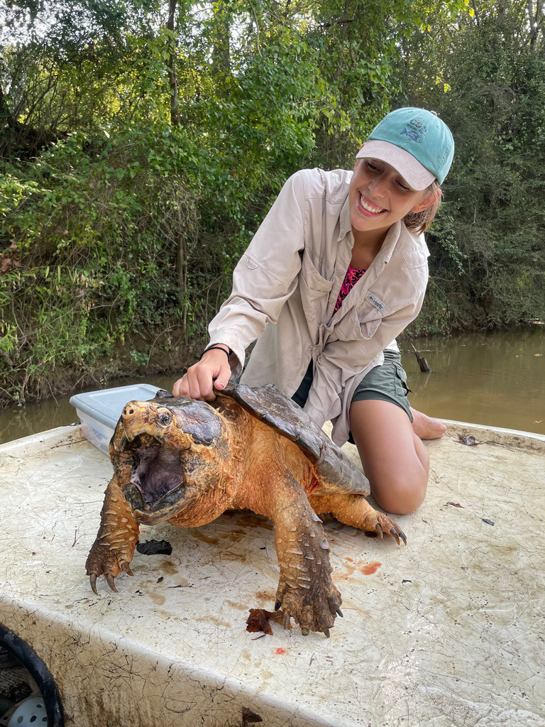 Alligator Snapping Turtle in September 2023 by jimgodwin · iNaturalist