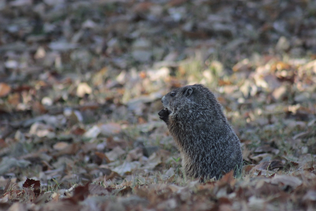 Groundhog from Washington, MO, USA on November 8, 2023 at 08:56 AM by ...