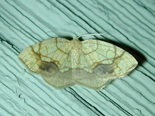 Horned Spanworm Moth from Bedford Audubon Society, Katonah, NY, USA on ...