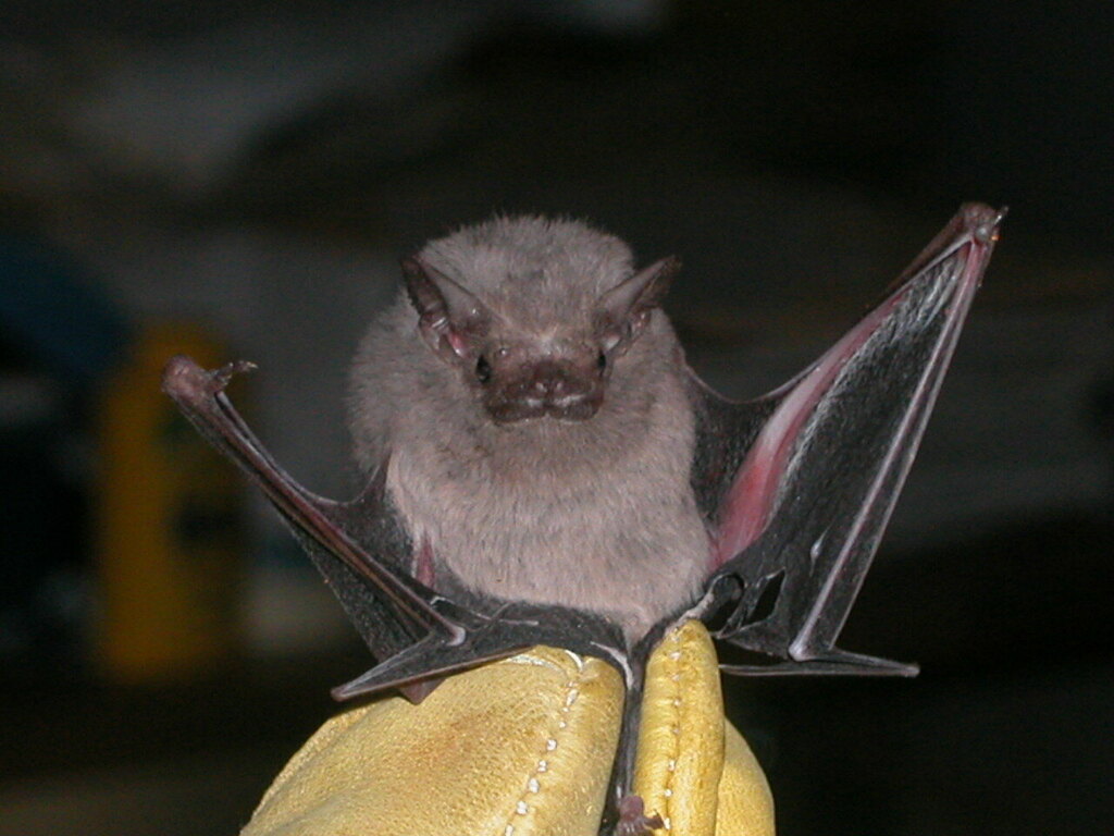 Gray Sac-winged Bat from Nuevo Urecho, Mich., México on March 23, 2005 ...