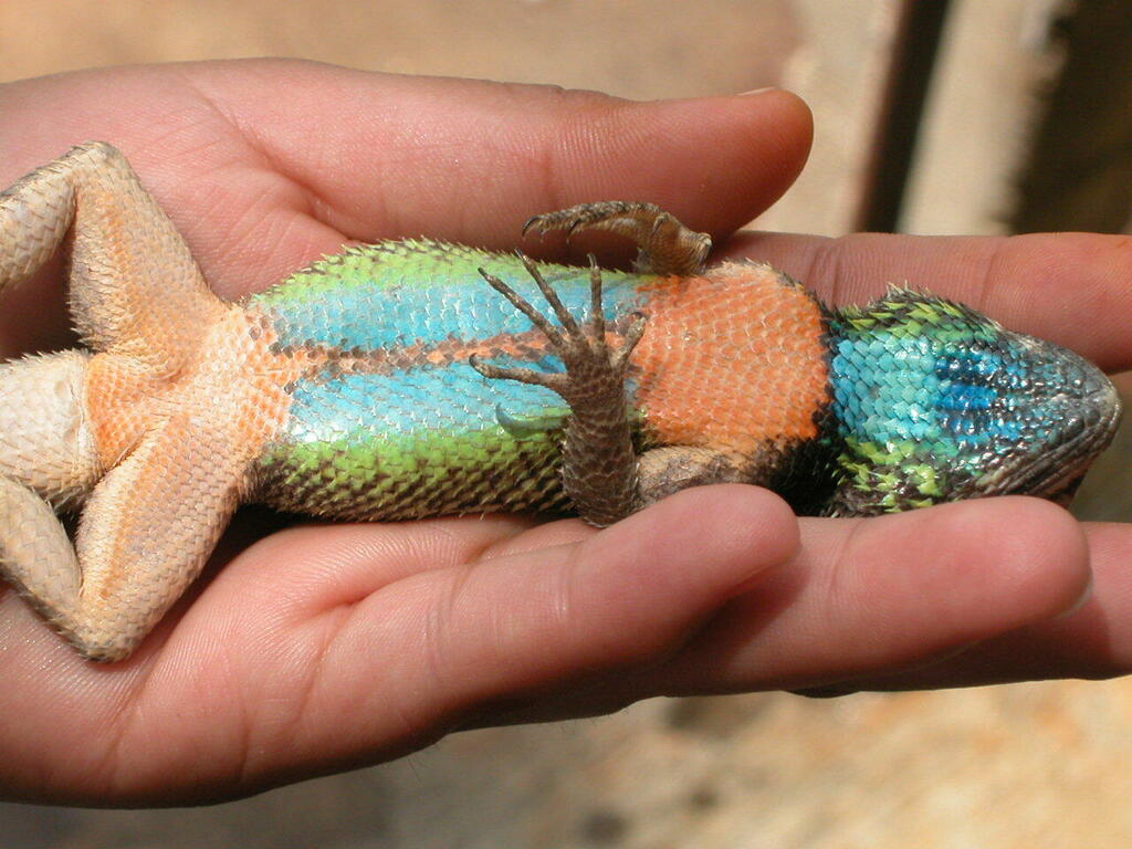 Black-nosed Lizard from Nuevo Urecho, Mich., México on March 25, 2005 ...
