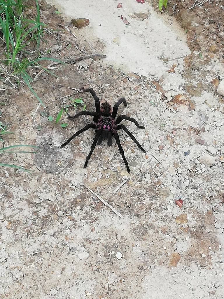 Xenesthis in March 2019 by biocuco · iNaturalist