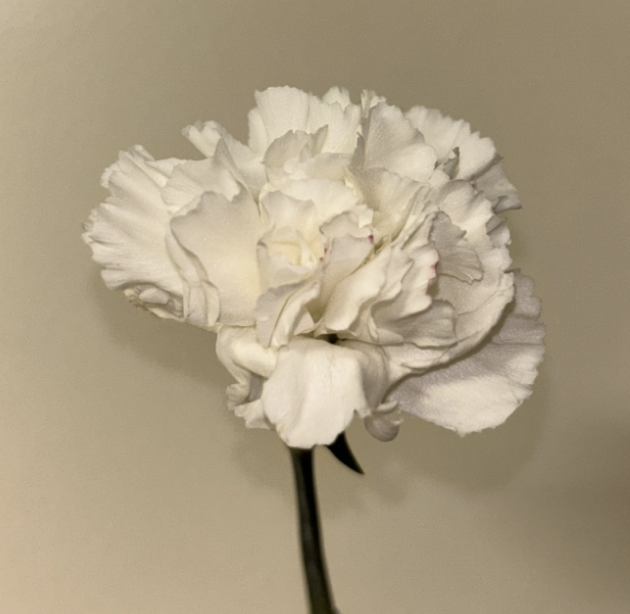 clove pink from harrisonburg va on September 25, 2023 by gagnonaa. Data ...