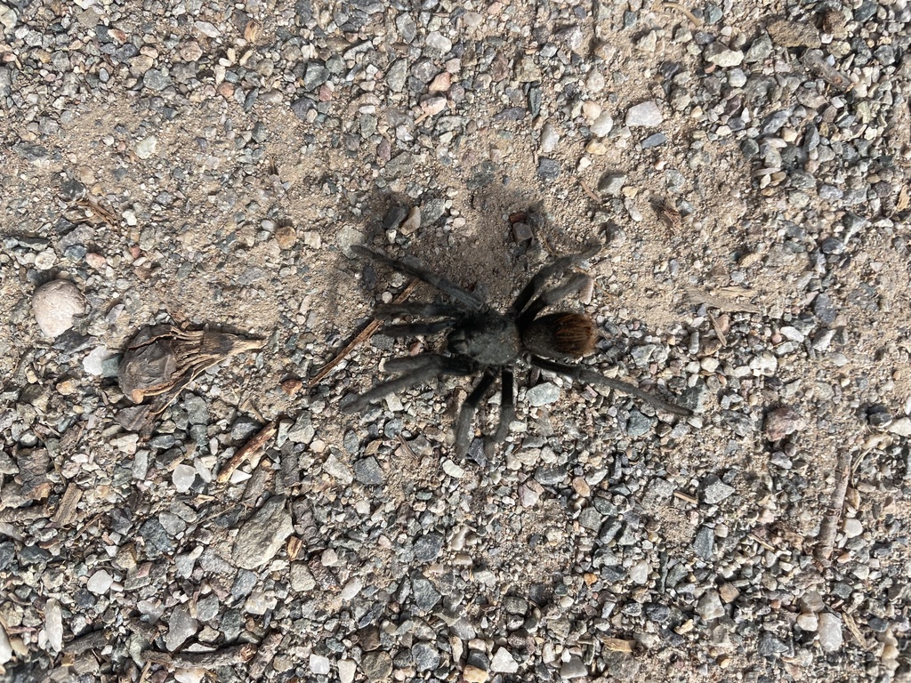 Tucson Bronze Tarantula from E Highway 181, Pearce, AZ, US on November ...