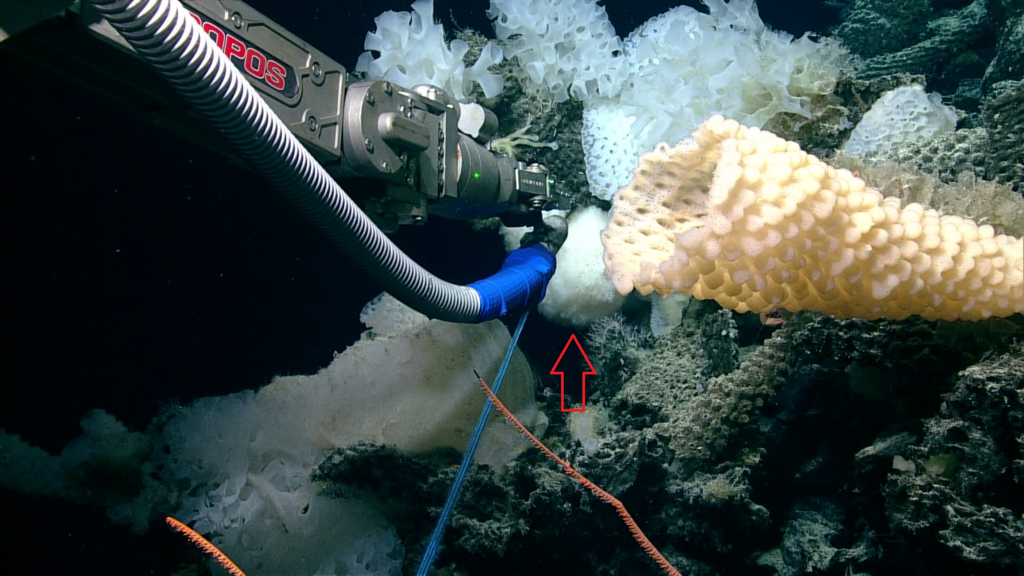 Glass Sponges from Explorer Seamount on May 30, 2023 at 09:46 PM by ...
