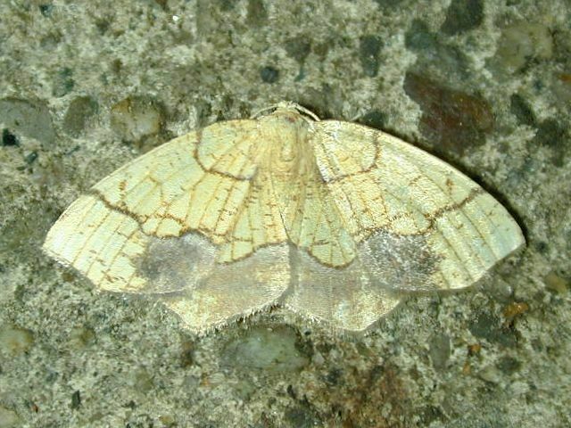 Horned Spanworm Moth from Bear Mt., Orange County, NY, USA on June 24 ...