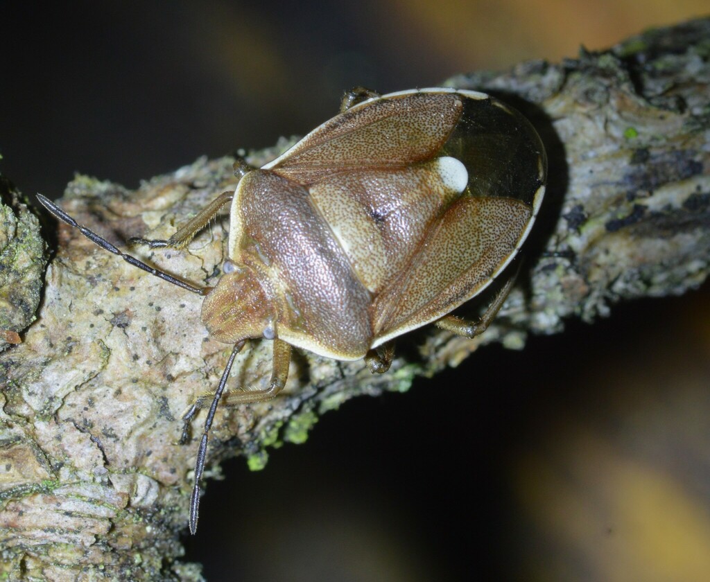 Chlorochroa pinicola from Hallerndorf, Deutschland on November 15, 2023 ...