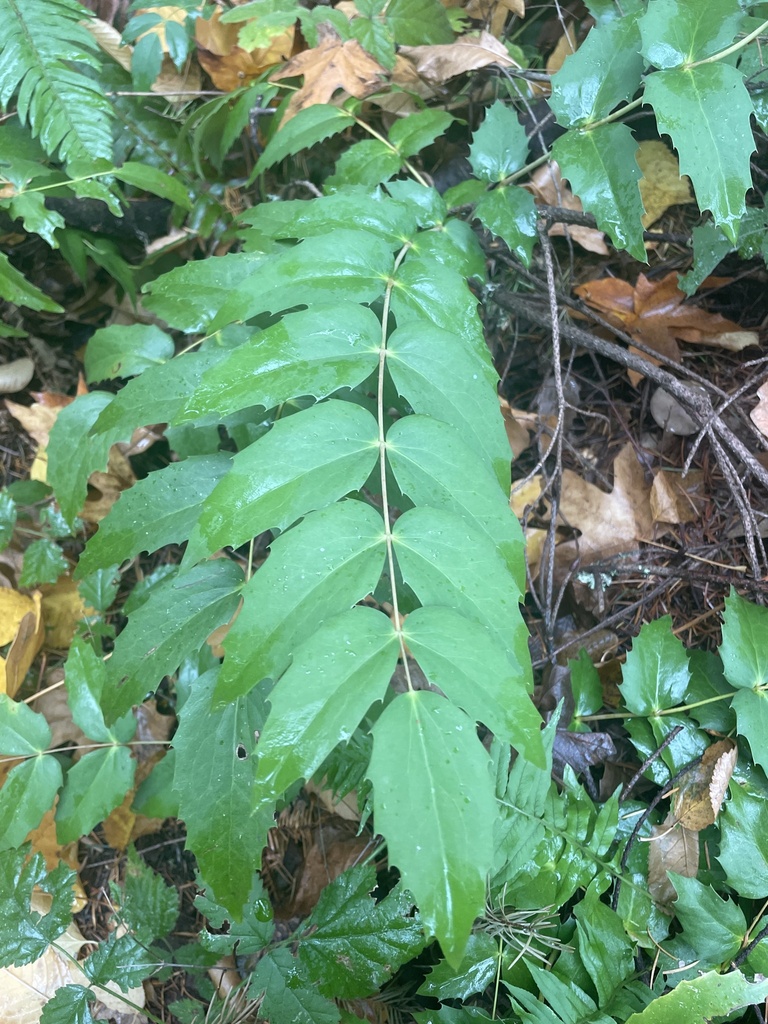 Cascade Oregon-grape from Loop Trail, Portland, OR, US on November 15 ...