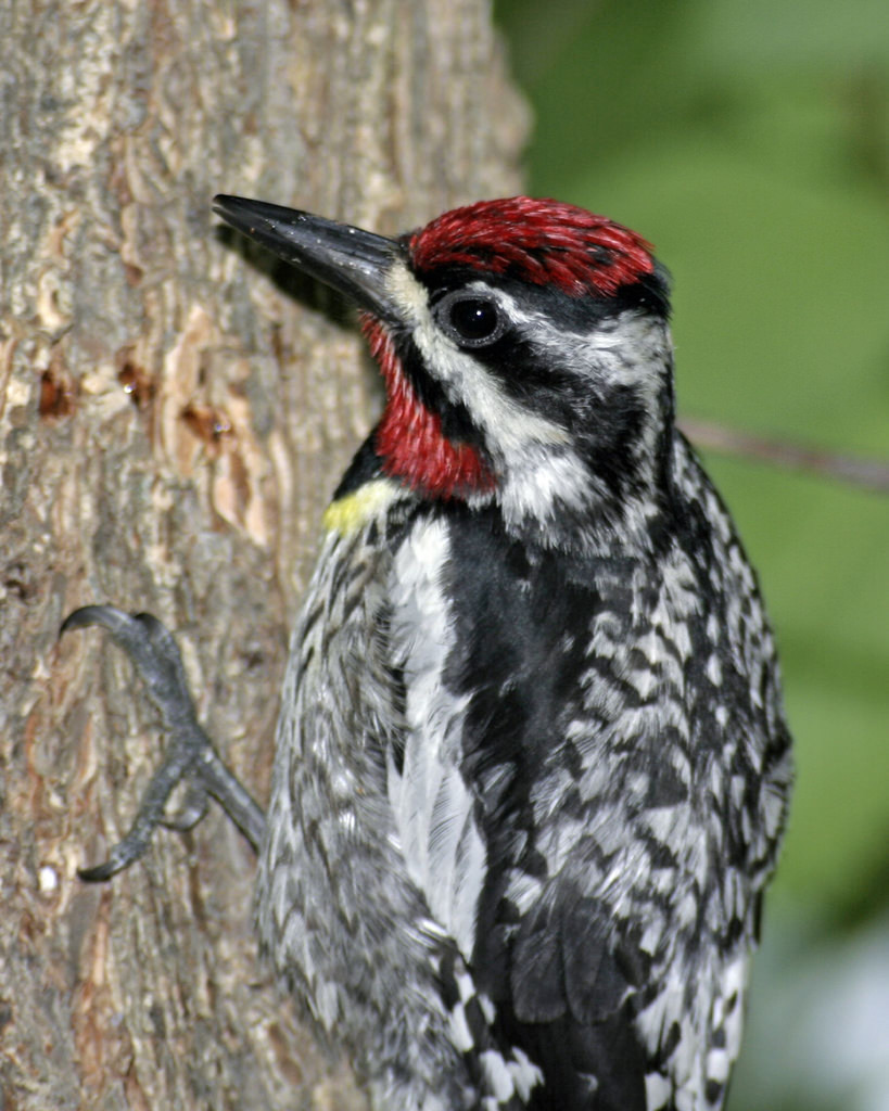 Yellow-bellied Sapsucker (Walton County, Flordia) · iNaturalist Mexico