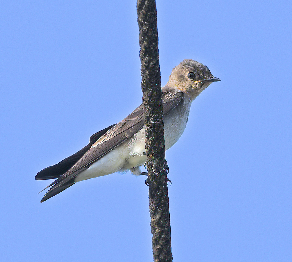 Southern Rough-winged Swallow from Alajuela, San Carlos, Costa Rica on ...