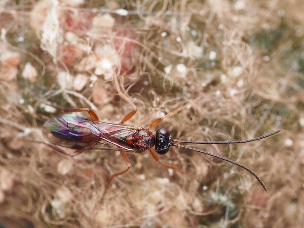 Amblyaclastus melanops from North Island, Kaeo, Northland, NZ on ...