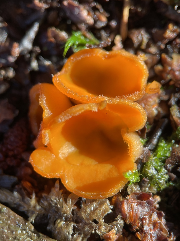 Pyronemataceae from Dorset, England, GB on November 15, 2023 at 11:54 ...