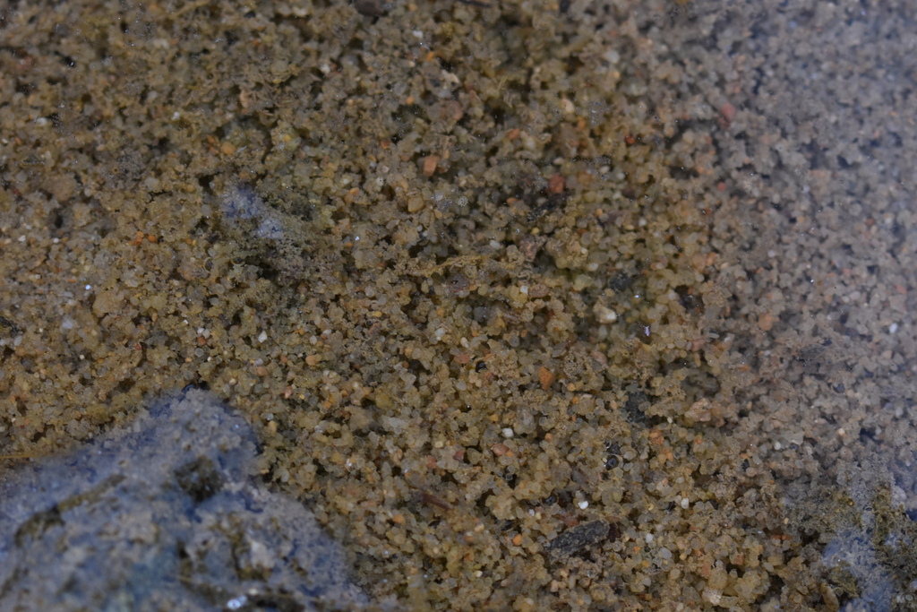 Micronecta in August 2022 by Karl Feng · iNaturalist