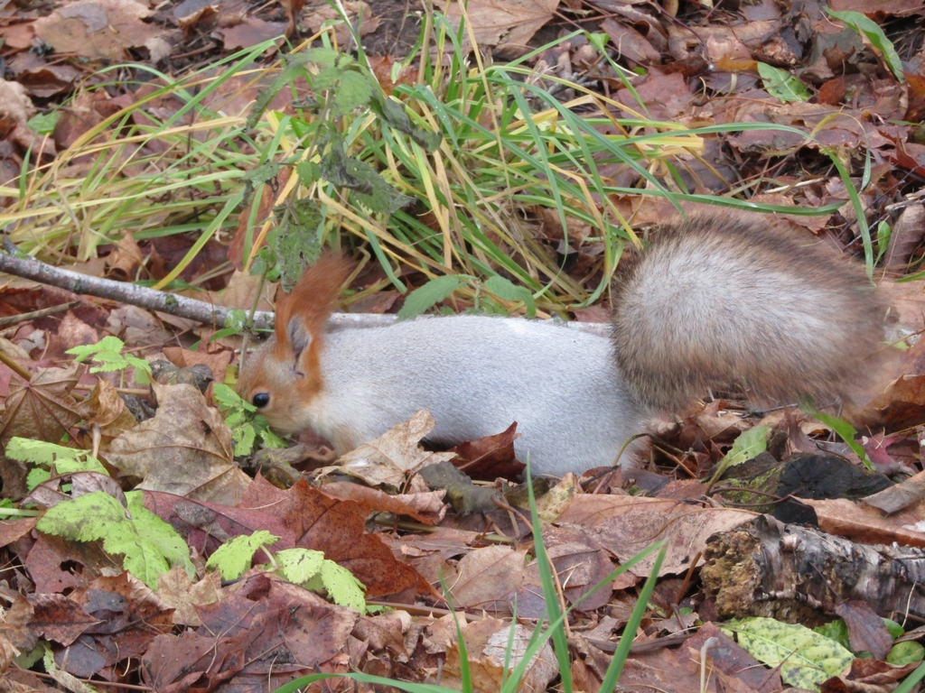 Eurasian Red Squirrel from Тихвин, Ленинградская обл., Россия on ...
