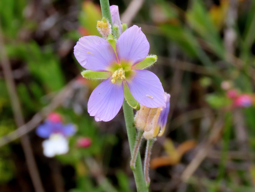 Heliophila linearis linearifolia from Cape of Good Hope Nature Reserve ...