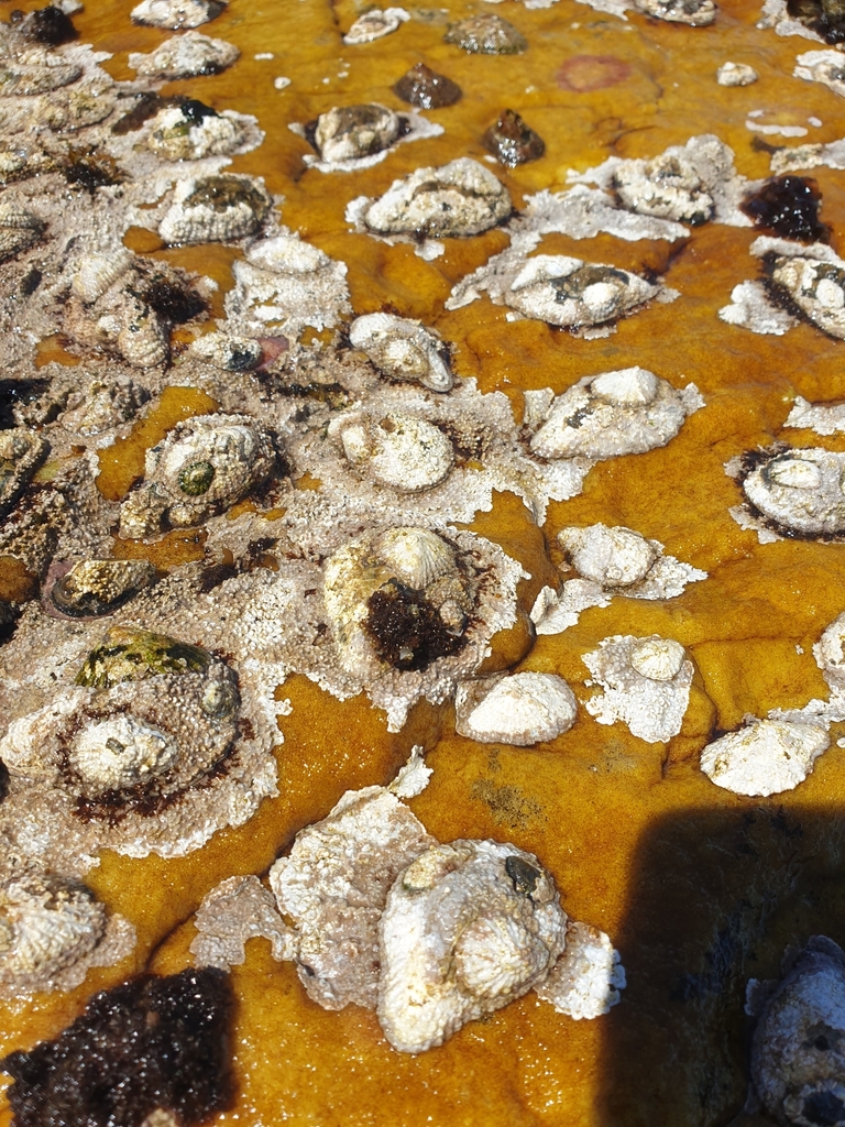 Pear Limpet from City of Cape Town, ZA-WC, ZA on November 15, 2023 at ...