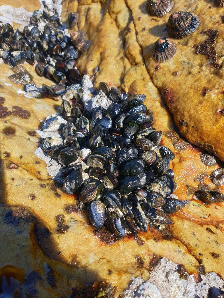 Mediterranean Mussel from City of Cape Town, ZA-WC, ZA on November 15 ...