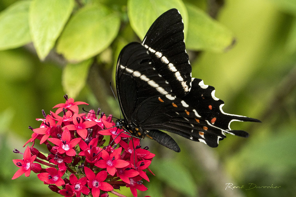 Caribbean Swallowtail from Ouest Department, Haiti on July 7, 2016 at ...