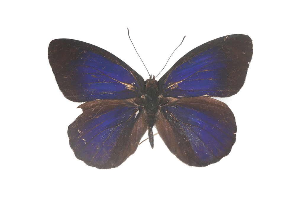 Eunica orphise from Maynas Province, Peru on September 22, 2013 at 09: ...