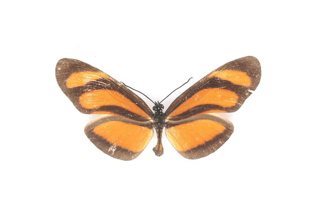 Eueides lybia from Coralie, Roura 97352, French Guiana on January 21 ...