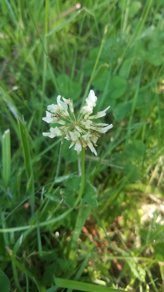 white clover from Lincoln, New Zealand on November 15, 2023 at 04:22 PM ...
