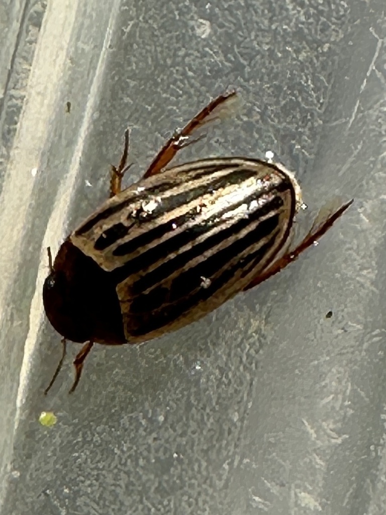 Agabus disintegratus from Elk Lick Falls Rd, Lexington, KY, US on November 15, 2023 at 01:32 PM ...