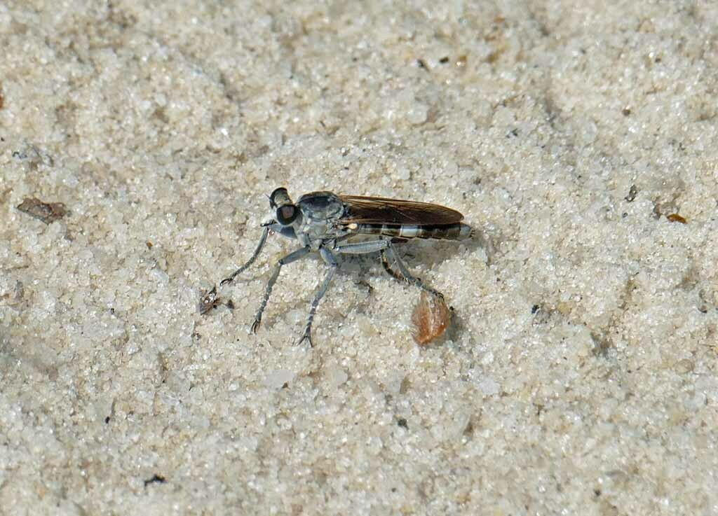 Three-banded Robber Fly from Taylor County, GA, USA on September 18 ...
