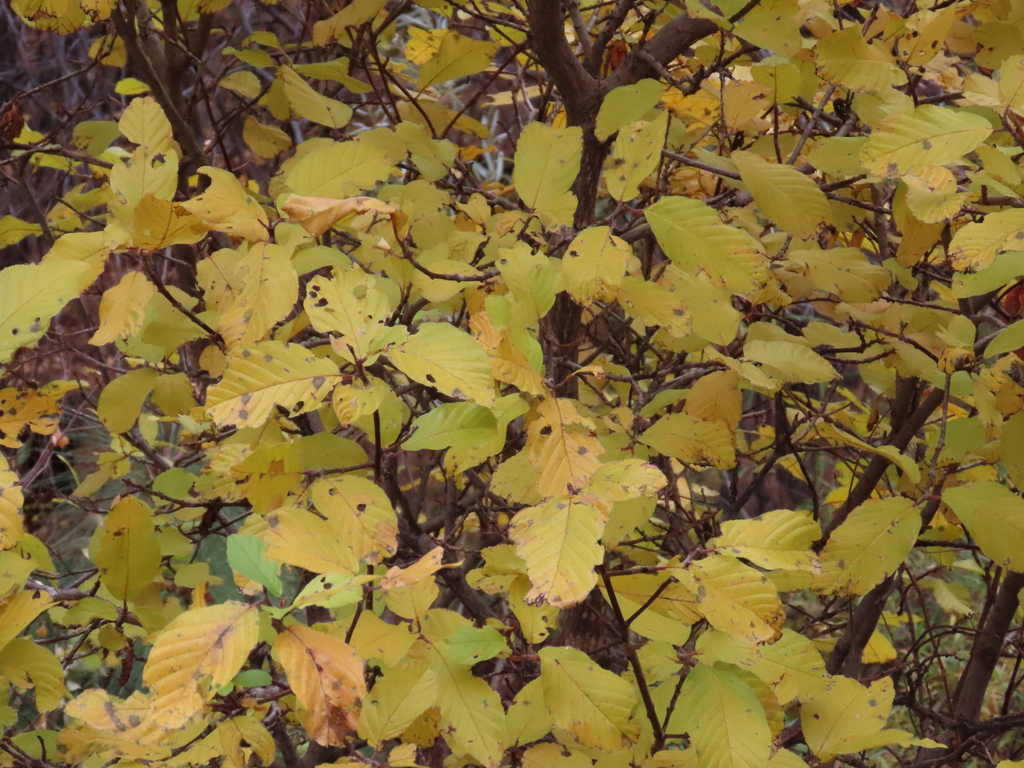 birchleaf buckthorn from Sierra Vista, AZ, USA on November 15, 2023 at ...