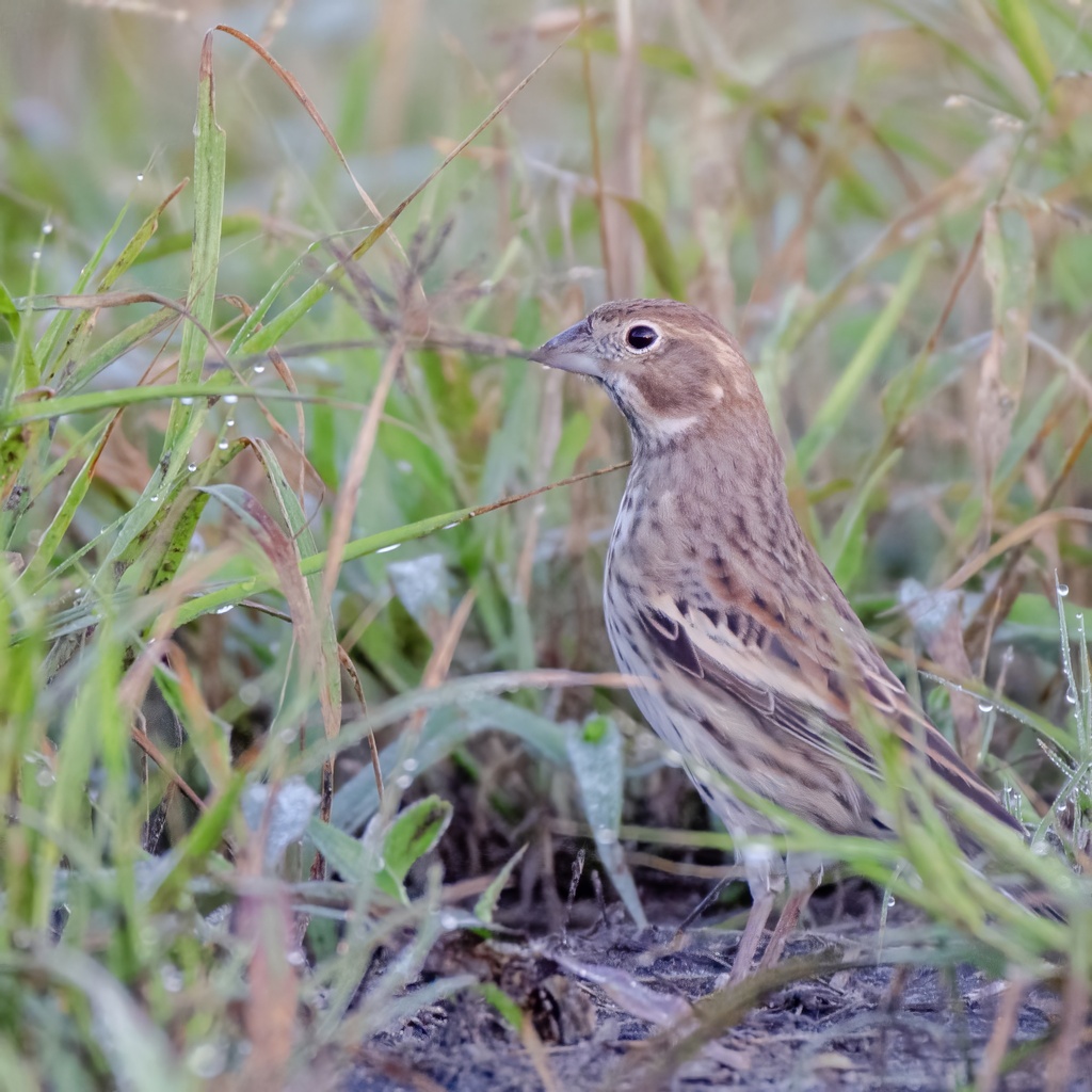 Lark Bunting from Jim Wells County, TX, USA on November 15, 2023 at 09: ...